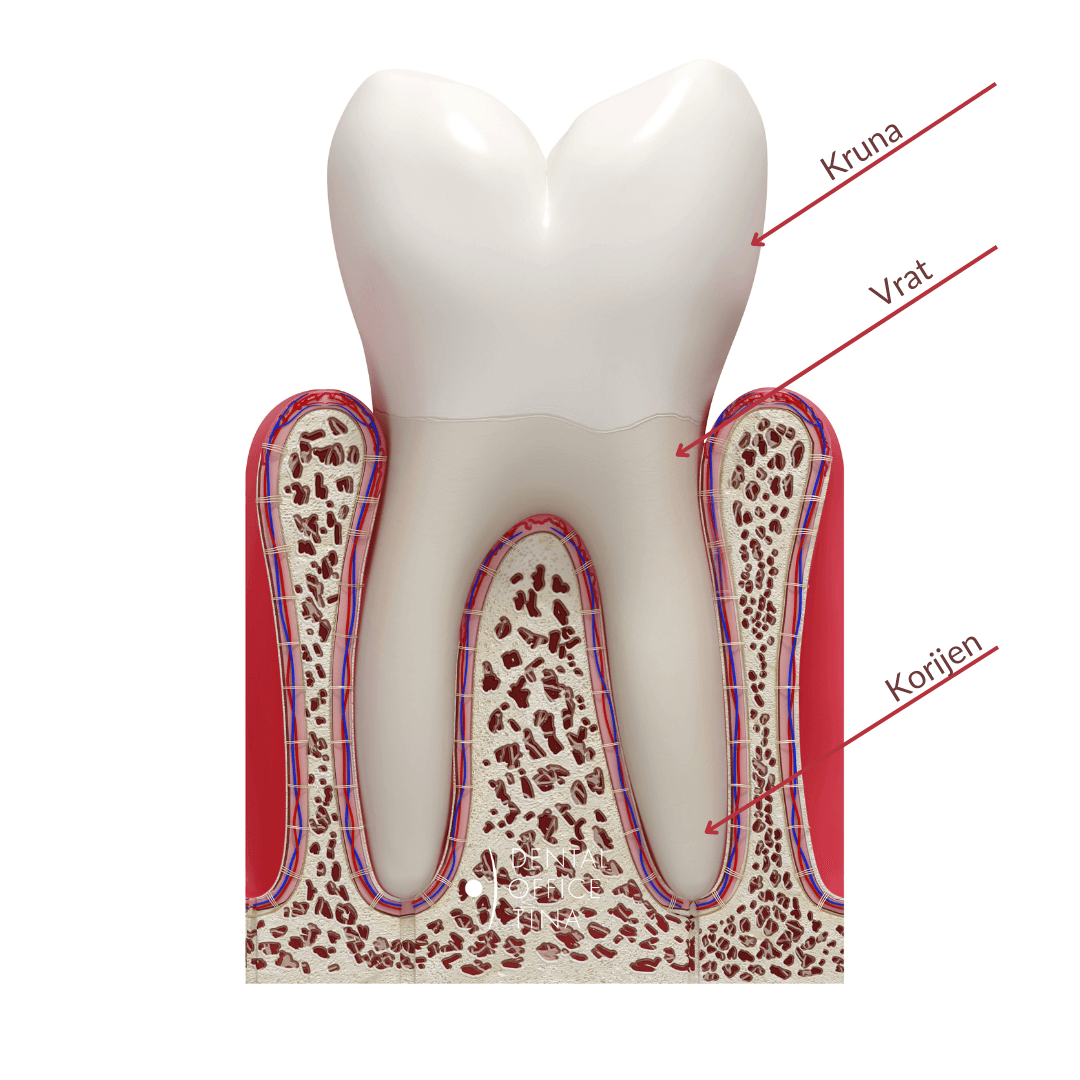 Ogoljeni zubni vratovi i preosjetljivost zuba • Dental Office Tina